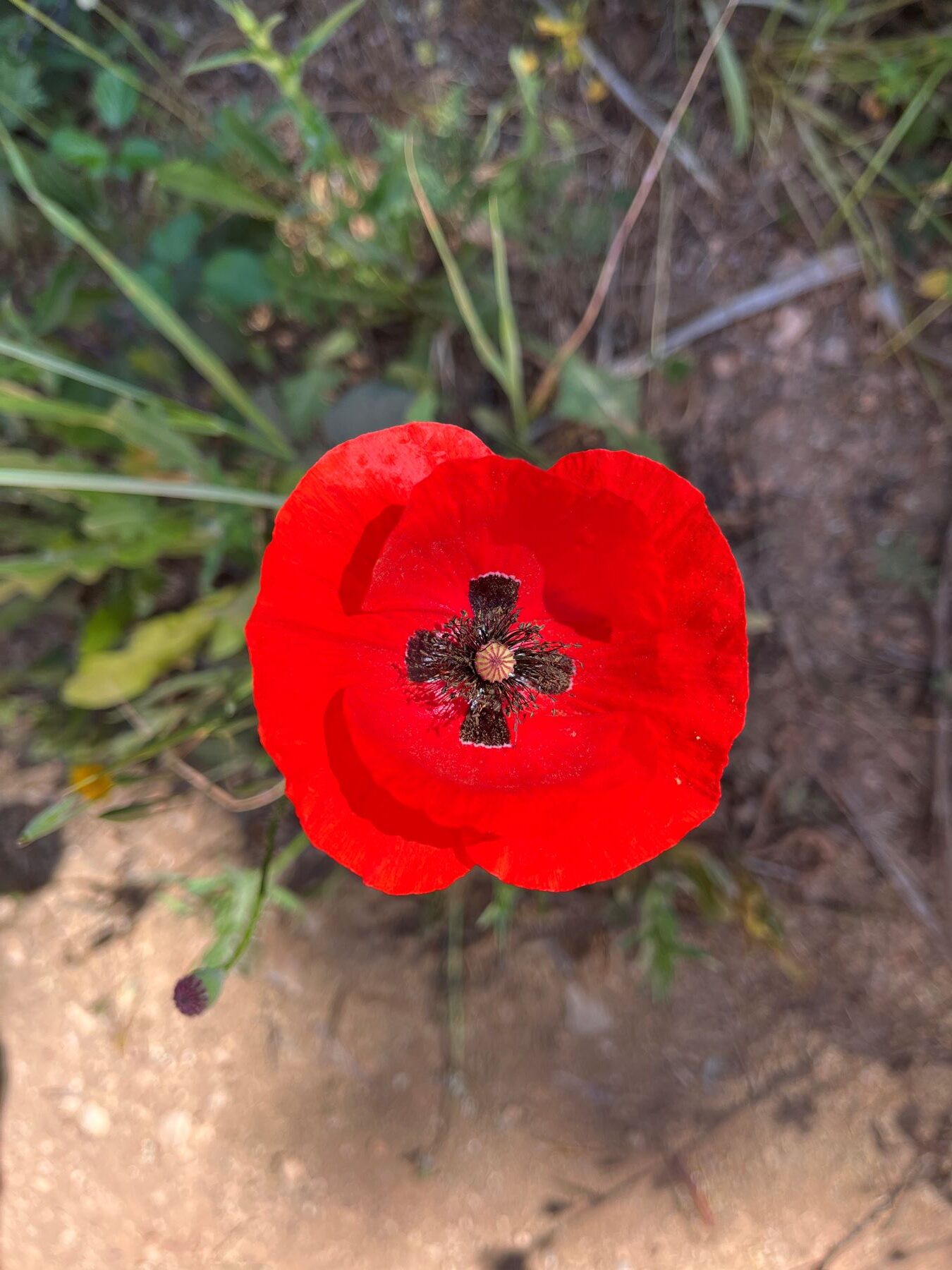 Earth Day Thoughts from a Constant Traveler - Humming Along